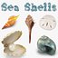 Sea Shells 2 Model - TurboSquid 1273276