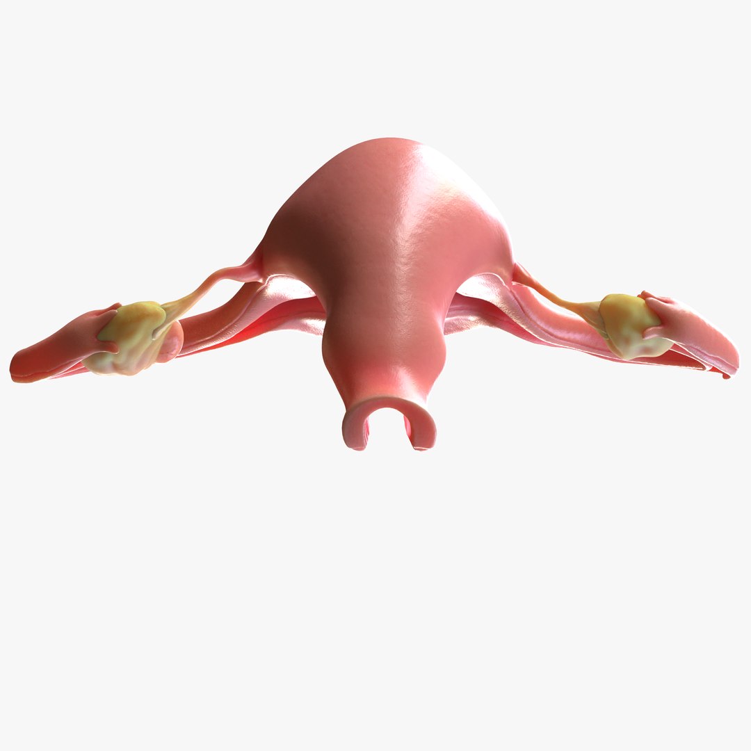 3D Model Female Reproductive System Cyst - TurboSquid 2031982