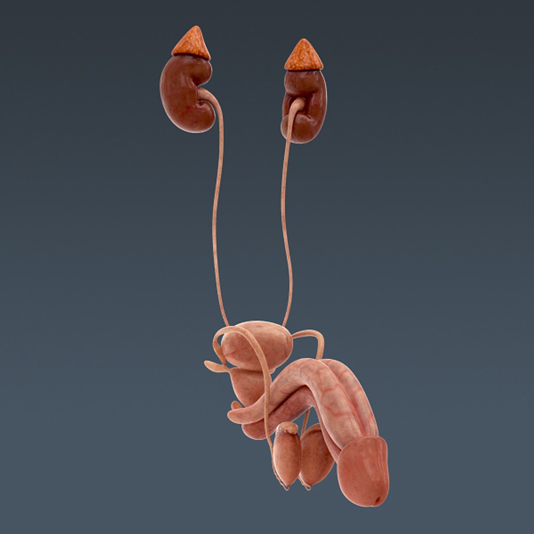 3d Model Human Male Body Urinary