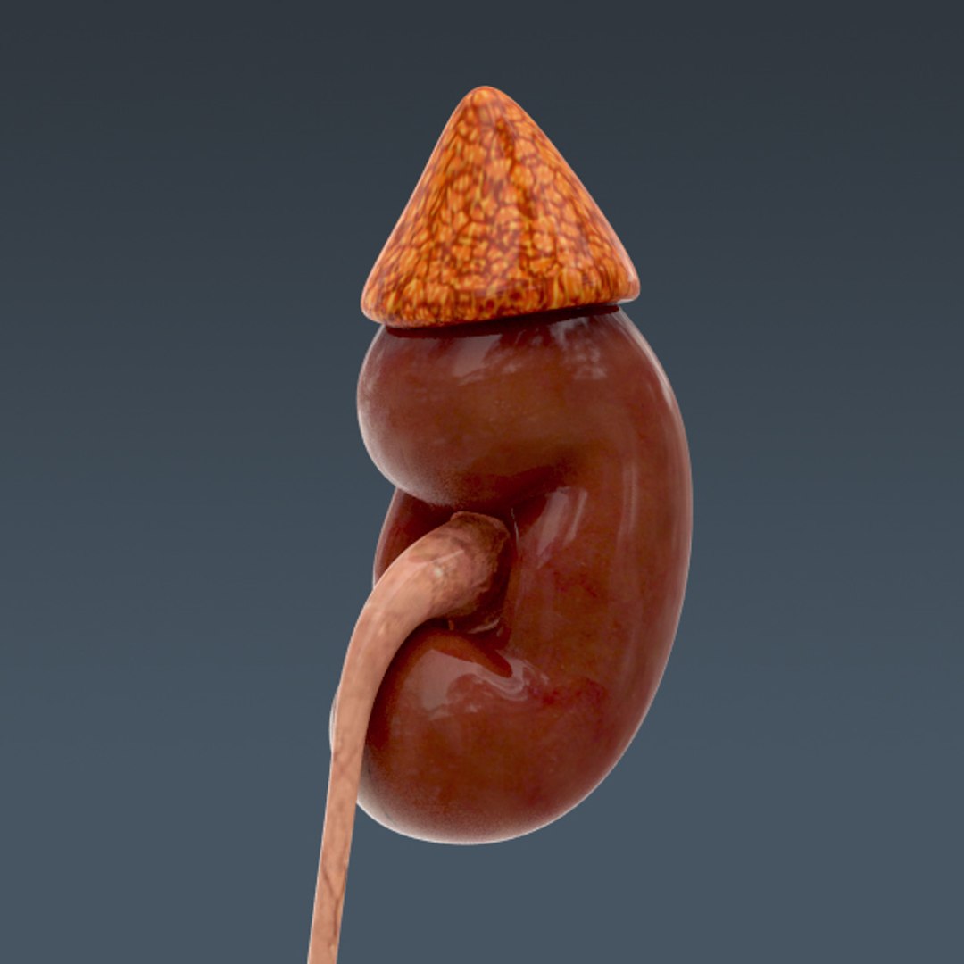 3d model human male body urinary