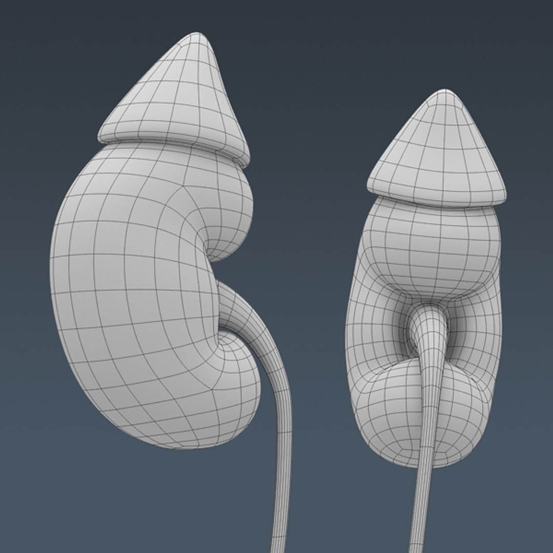 3d model human male body urinary