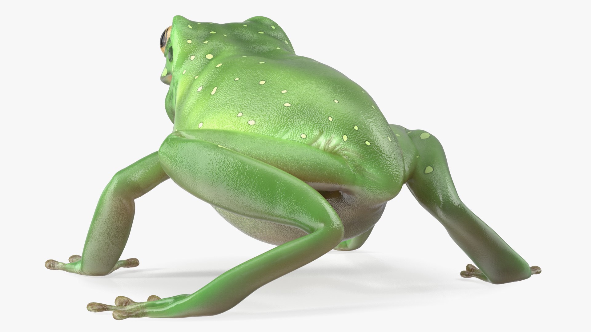 3D Realistic Tree Frog - TurboSquid 2249623