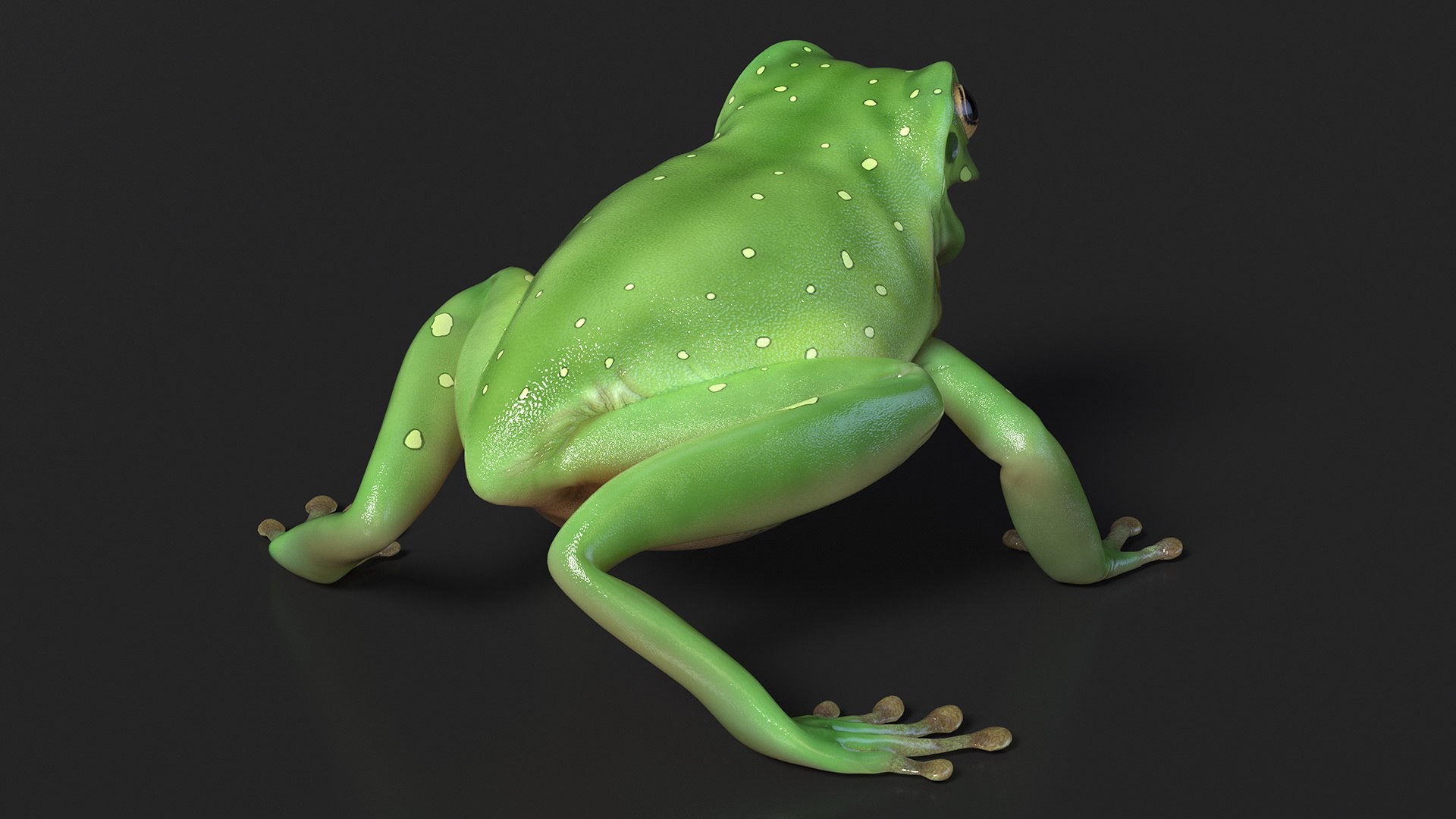 3D Realistic Tree Frog - TurboSquid 2249623