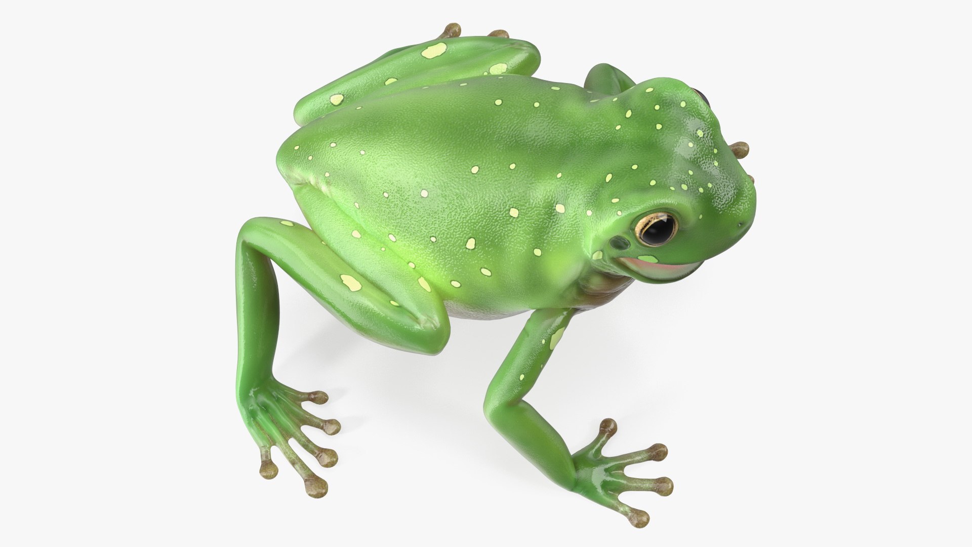 3D Realistic Tree Frog - TurboSquid 2249623
