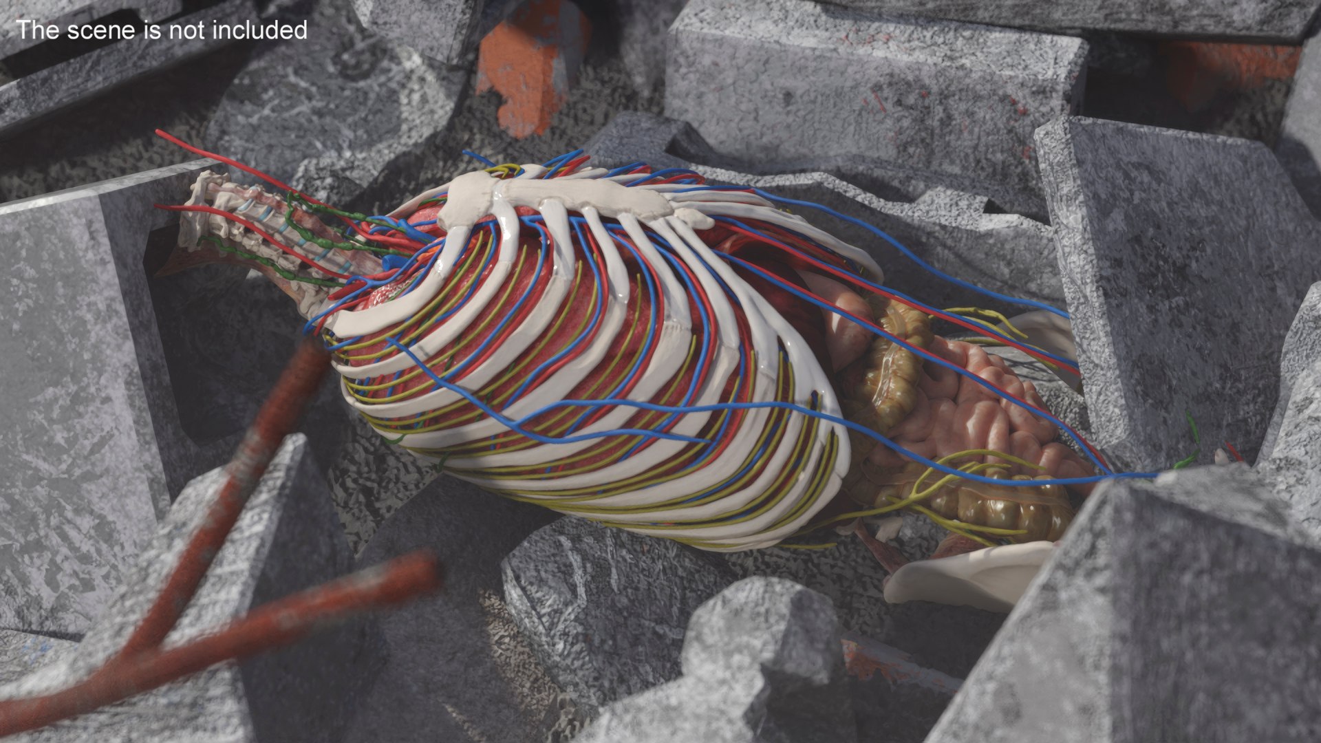 3D Male Torso Anatomy Model - TurboSquid 2387197