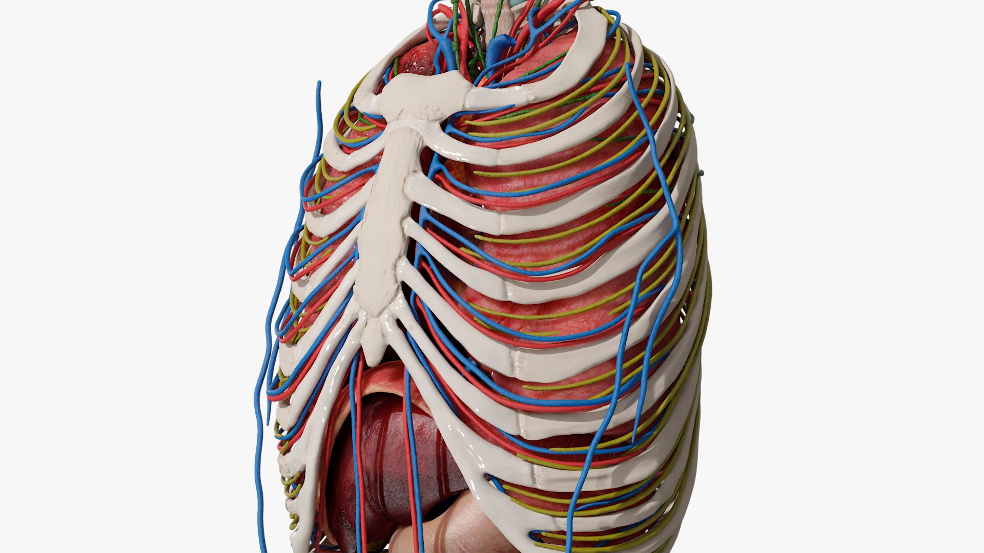 3D Male Torso Anatomy Model - TurboSquid 2387197