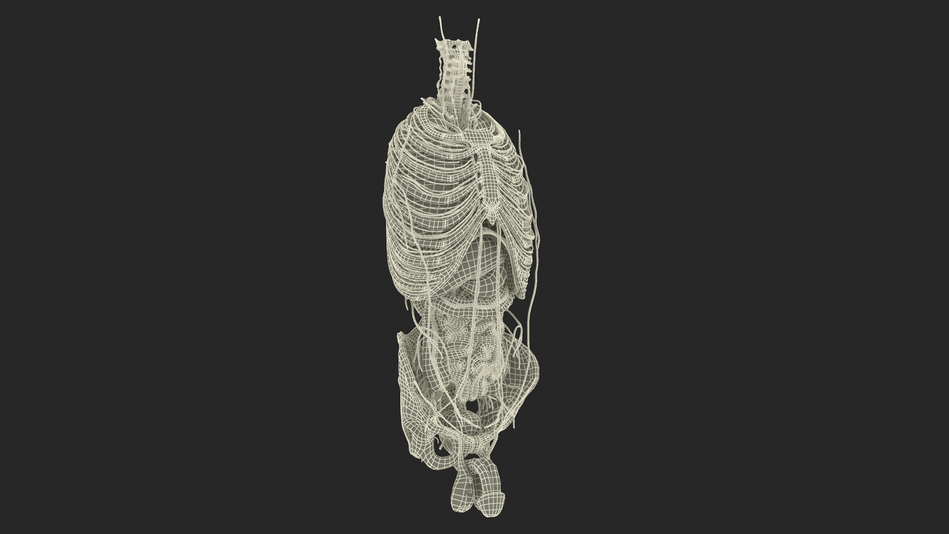 3D Male Torso Anatomy Model - TurboSquid 2387197