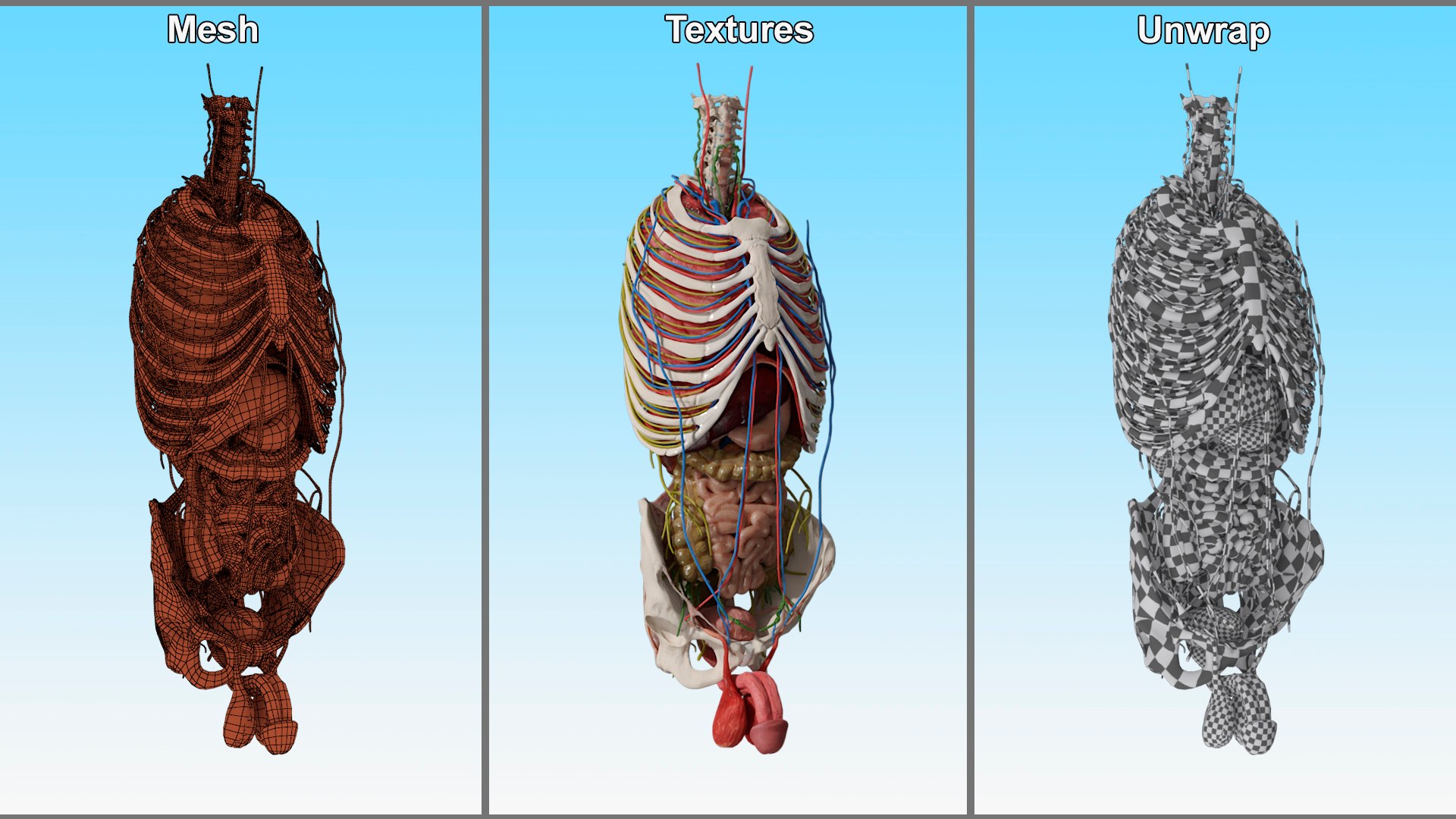 3D Male Torso Anatomy Model - TurboSquid 2387197
