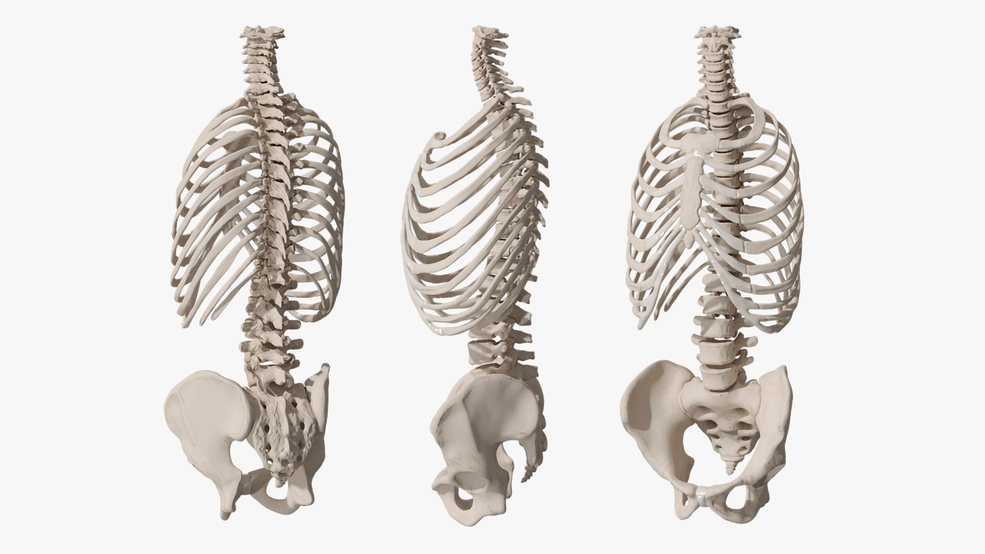 3D Male Torso Anatomy Model - TurboSquid 2387197