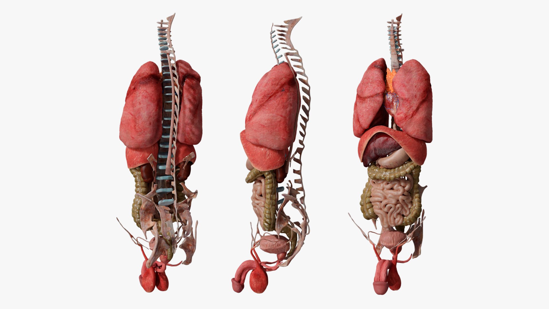 3D Male Torso Anatomy Model - TurboSquid 2387197