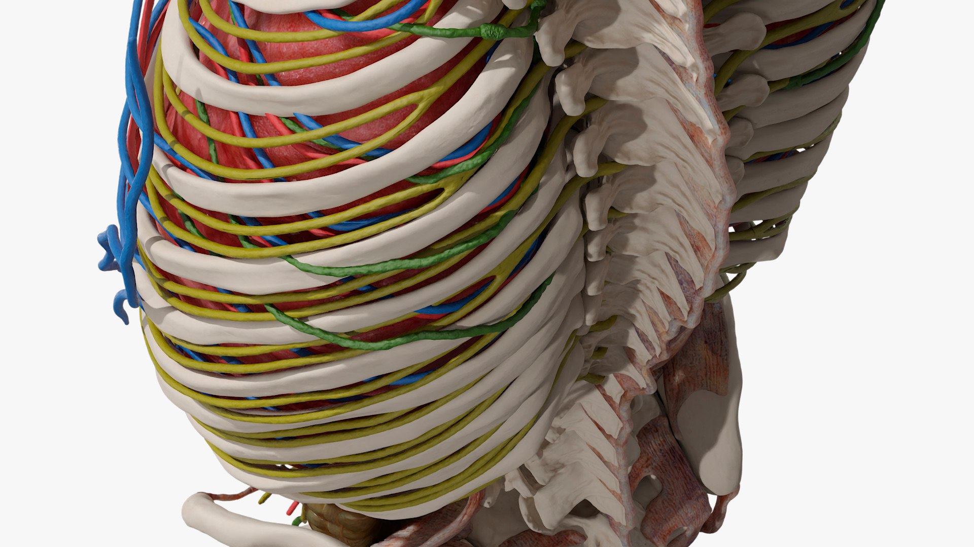 3D Male Torso Anatomy Model - TurboSquid 2387197