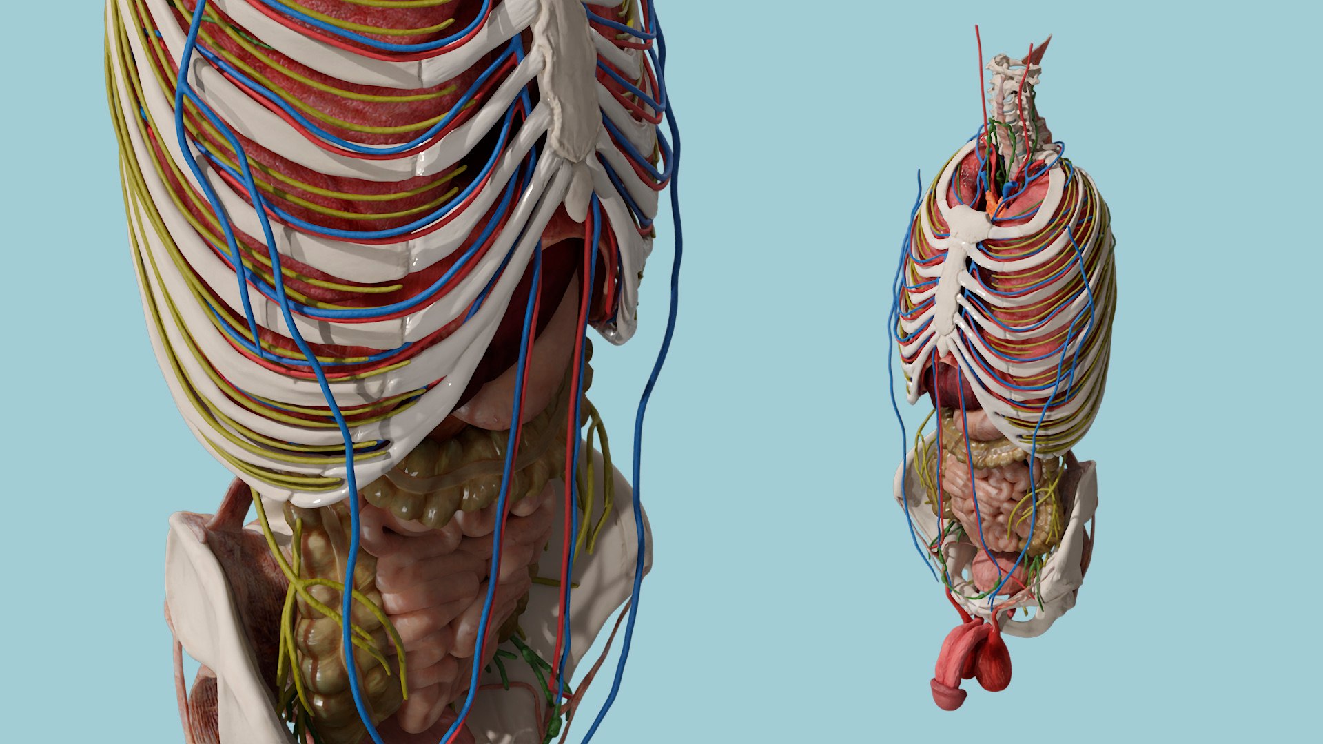3D Male Torso Anatomy Model - TurboSquid 2387197
