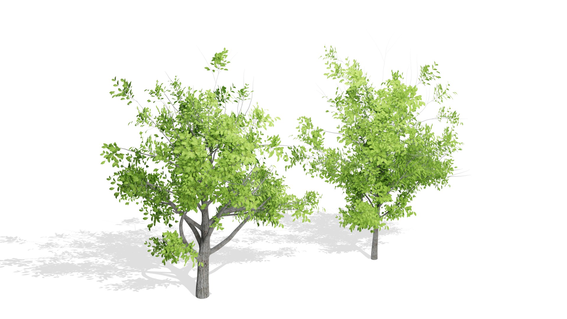 Nature Tree Model - TurboSquid 2107520