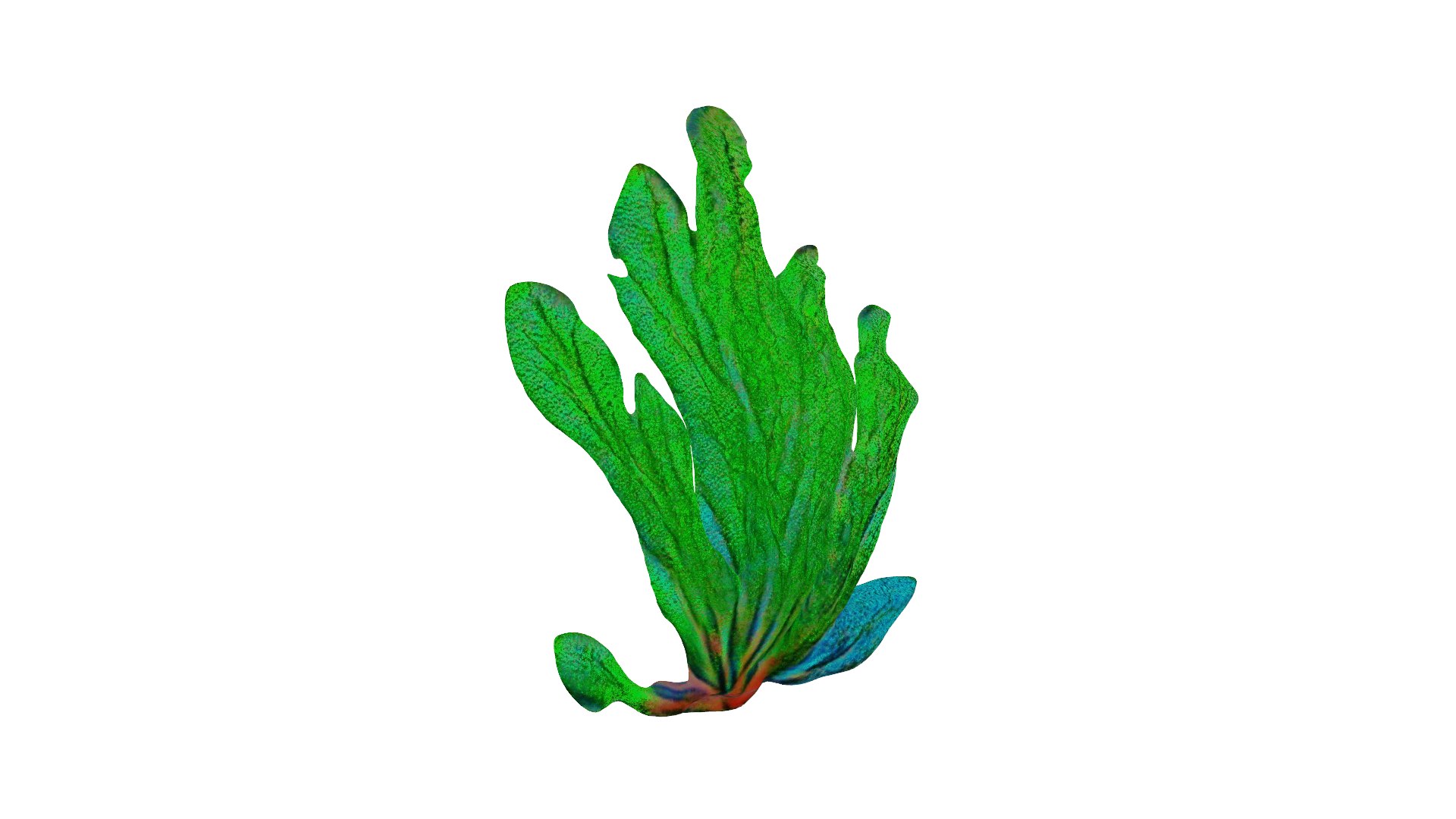 3D Seaweed Model - TurboSquid 2221429