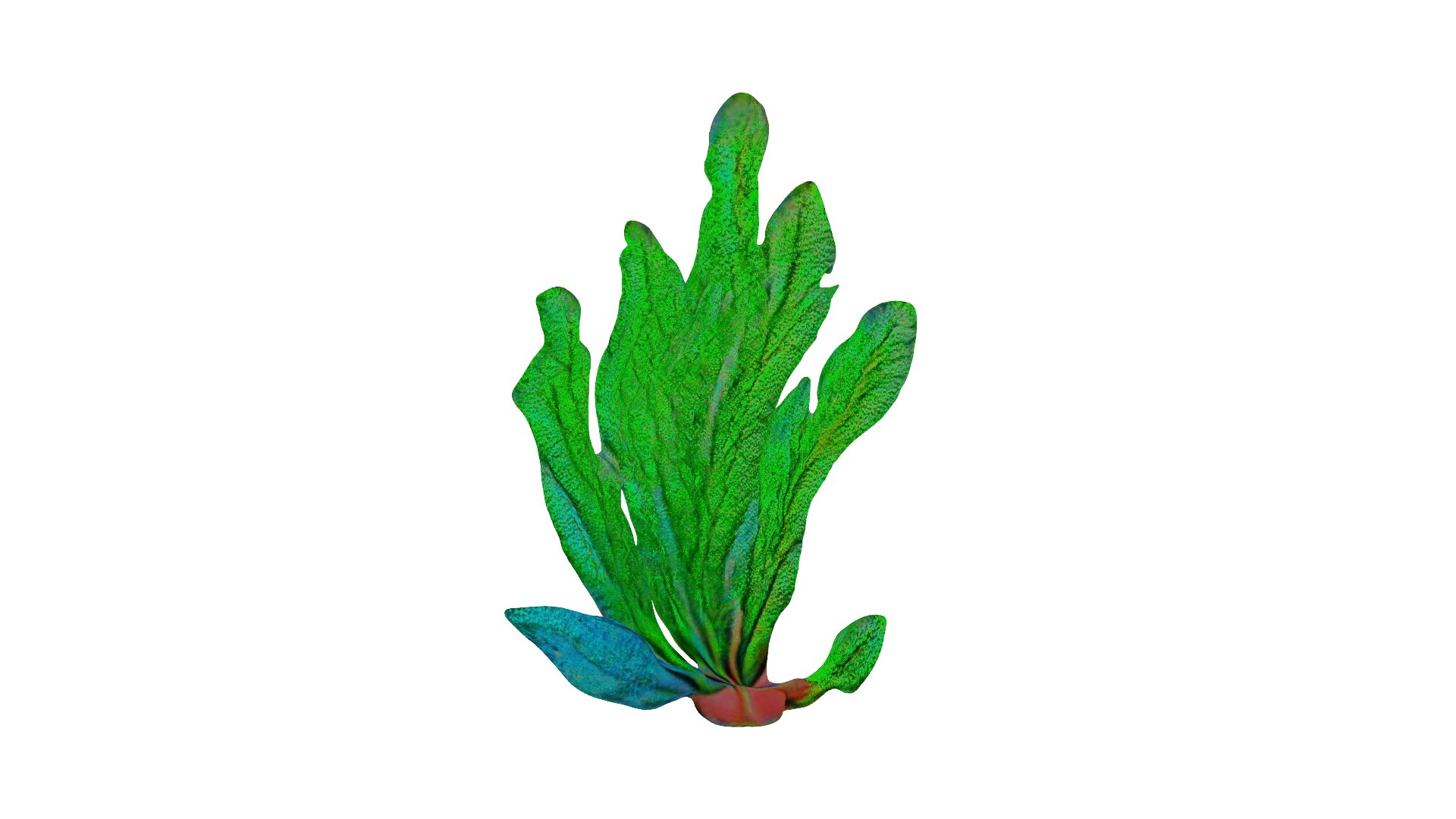 3D Seaweed Model - TurboSquid 2221429