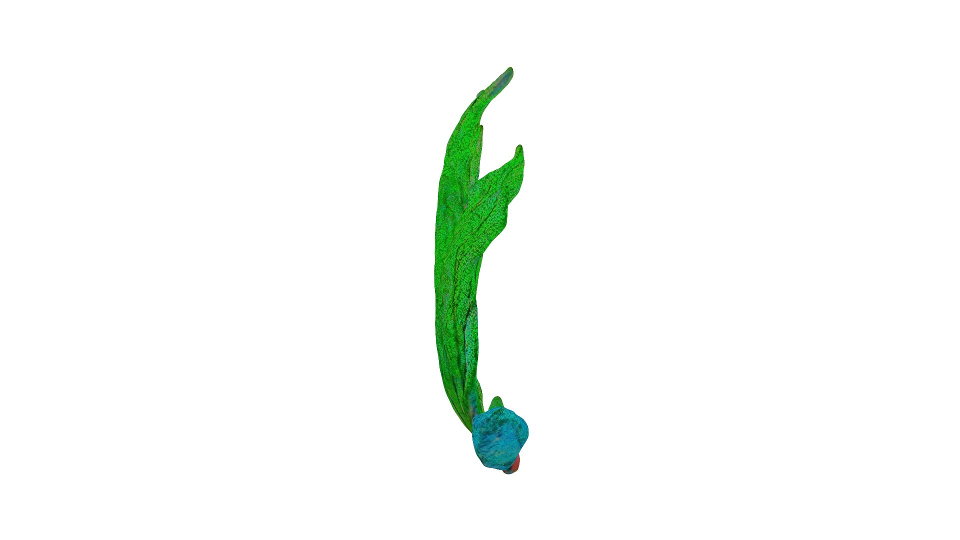 3D Seaweed Model - TurboSquid 2221429