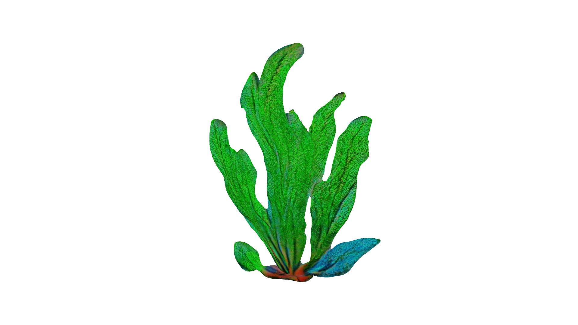 3D Seaweed Model - TurboSquid 2221429