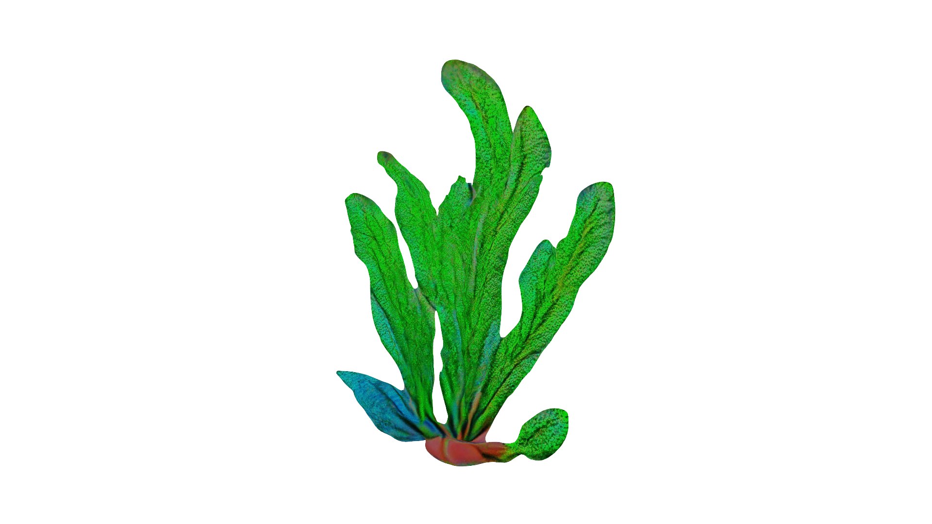 3D Seaweed Model - TurboSquid 2221429