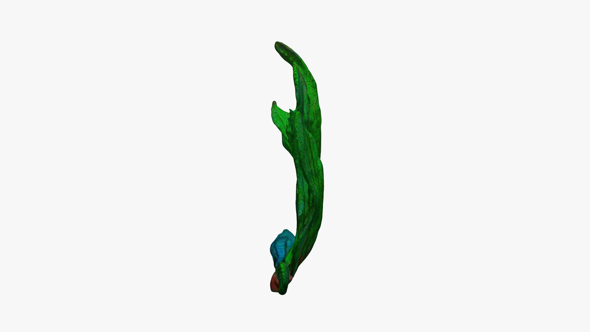 3D Seaweed Model - TurboSquid 2221429