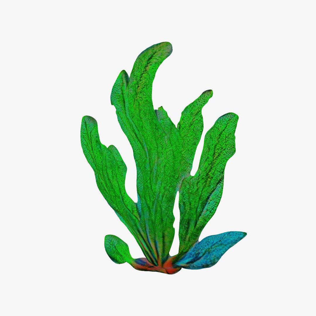 3D Seaweed Model - TurboSquid 2221429