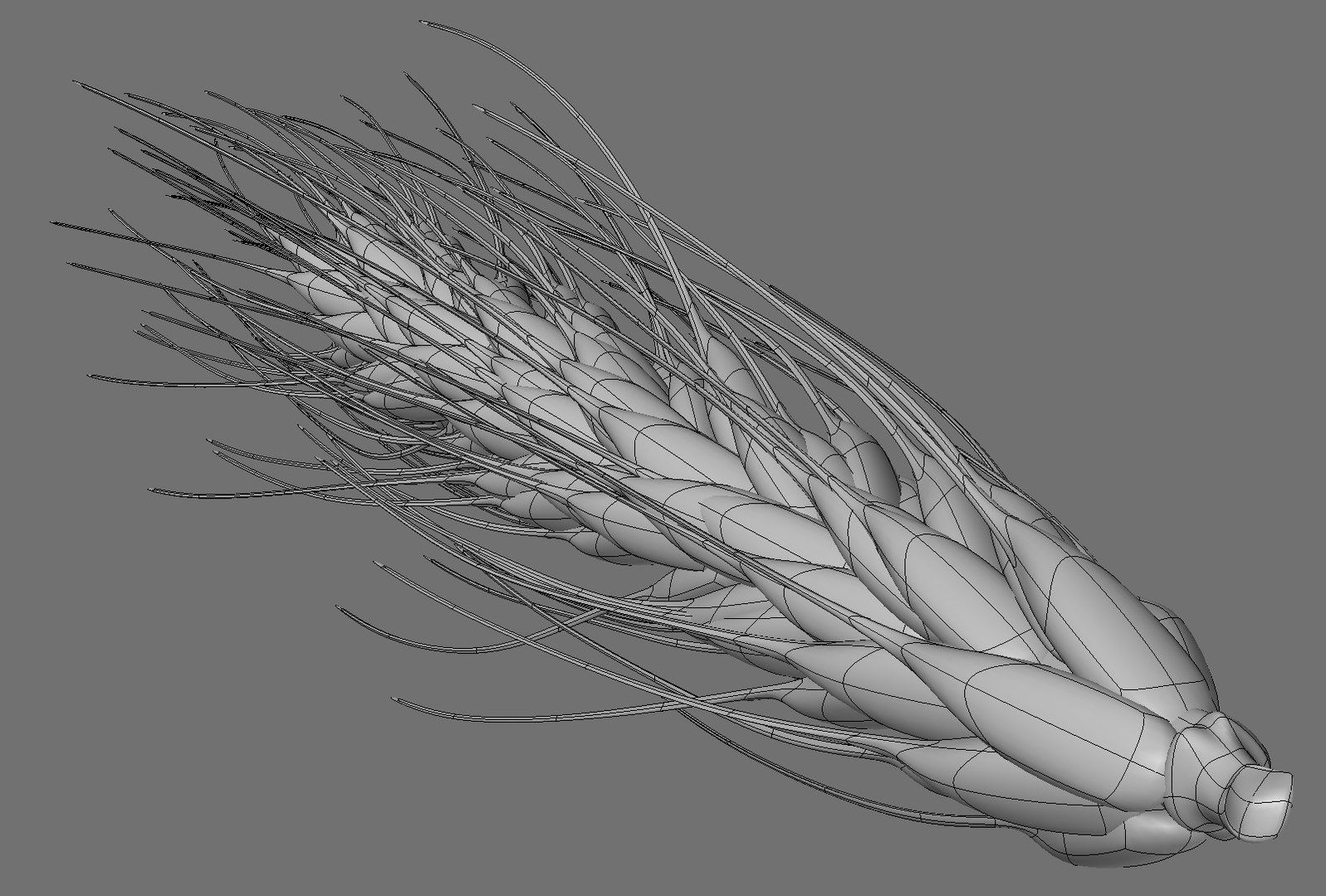 3d Model Wheat Spike