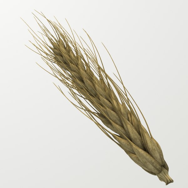 wheat spike 3