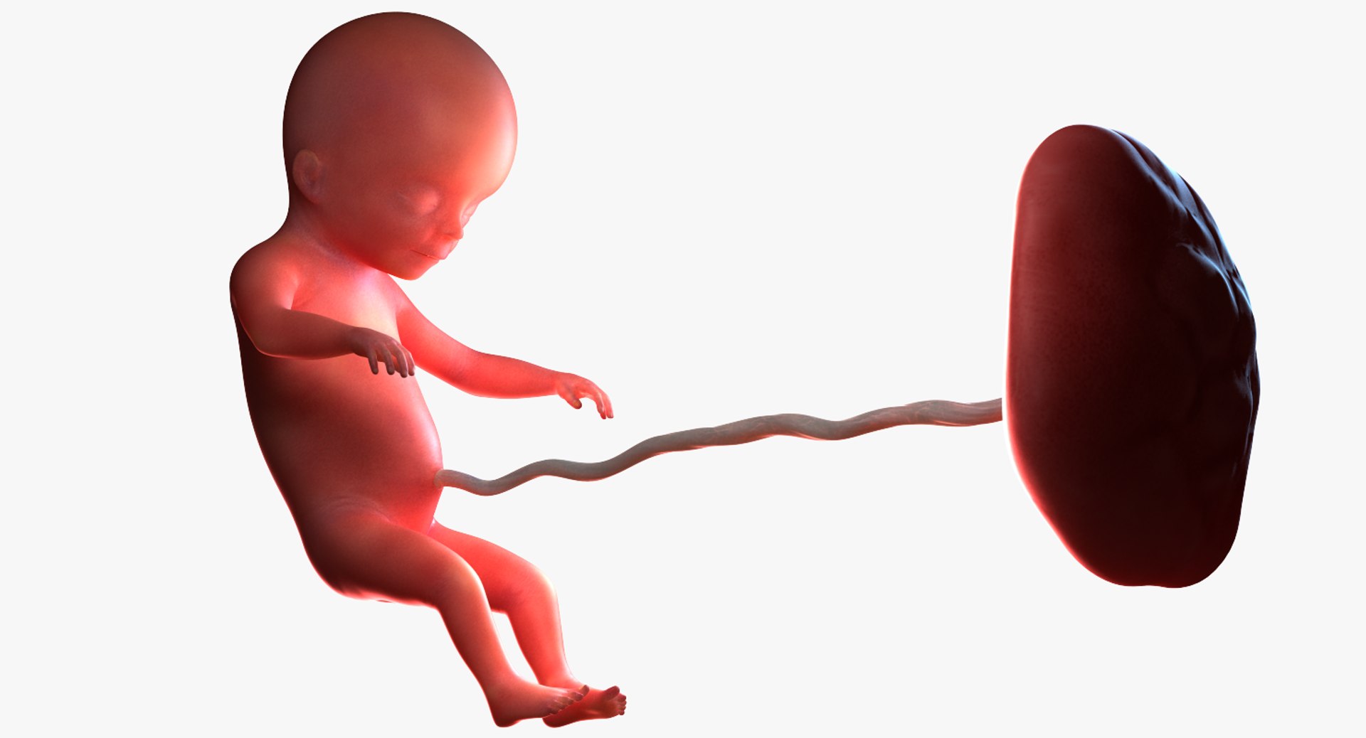 Fetus Week 3D Model - TurboSquid 1223545
