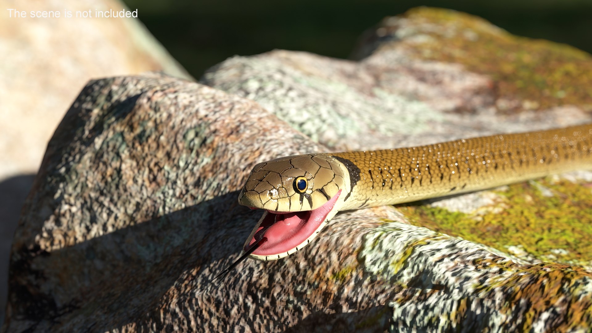 3D Model European Grass Snake Brown - TurboSquid 2248785