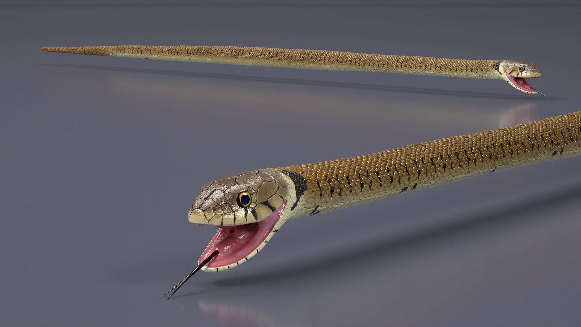 3D Model European Grass Snake Brown - TurboSquid 2248785