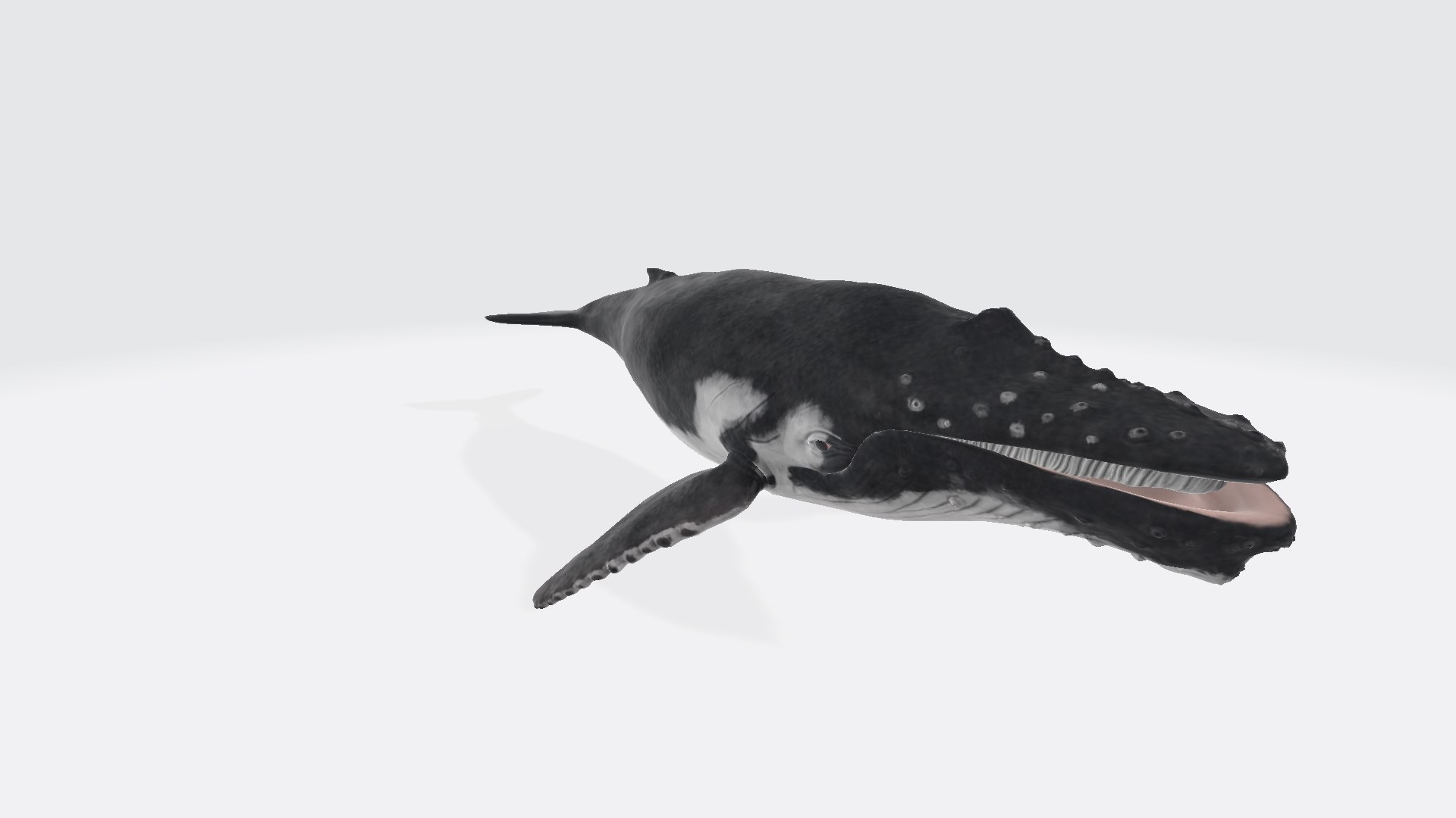 3D Model Humpback Whale - TurboSquid 2291530