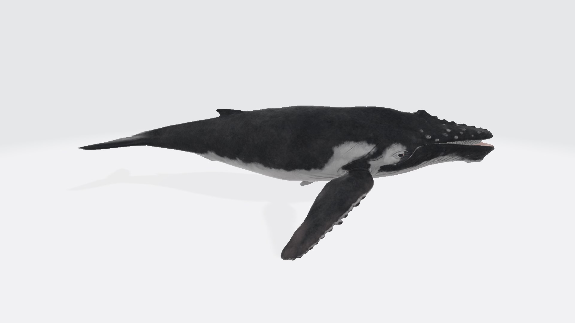 3D Model Humpback Whale - TurboSquid 2291530