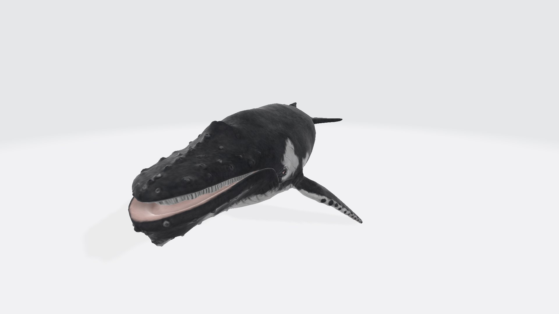 3D Model Humpback Whale - TurboSquid 2291530