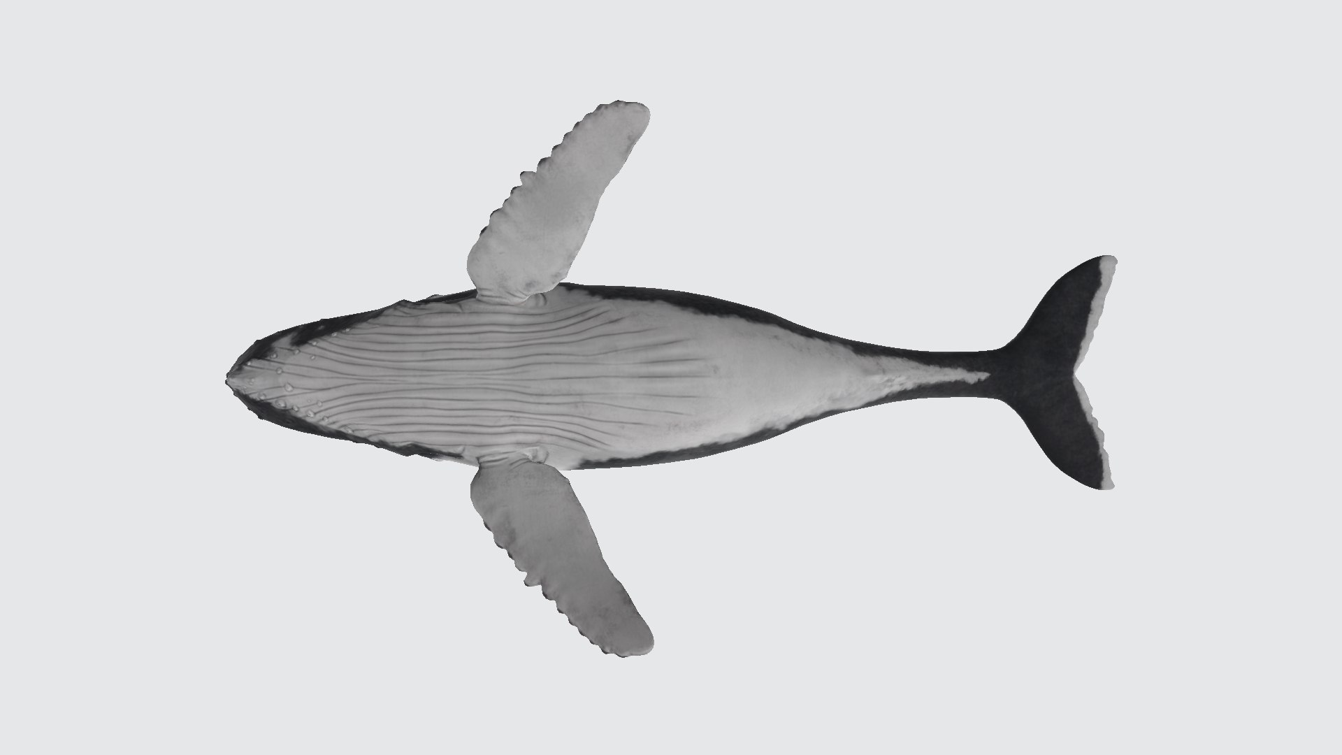 3D Model Humpback Whale - TurboSquid 2291530