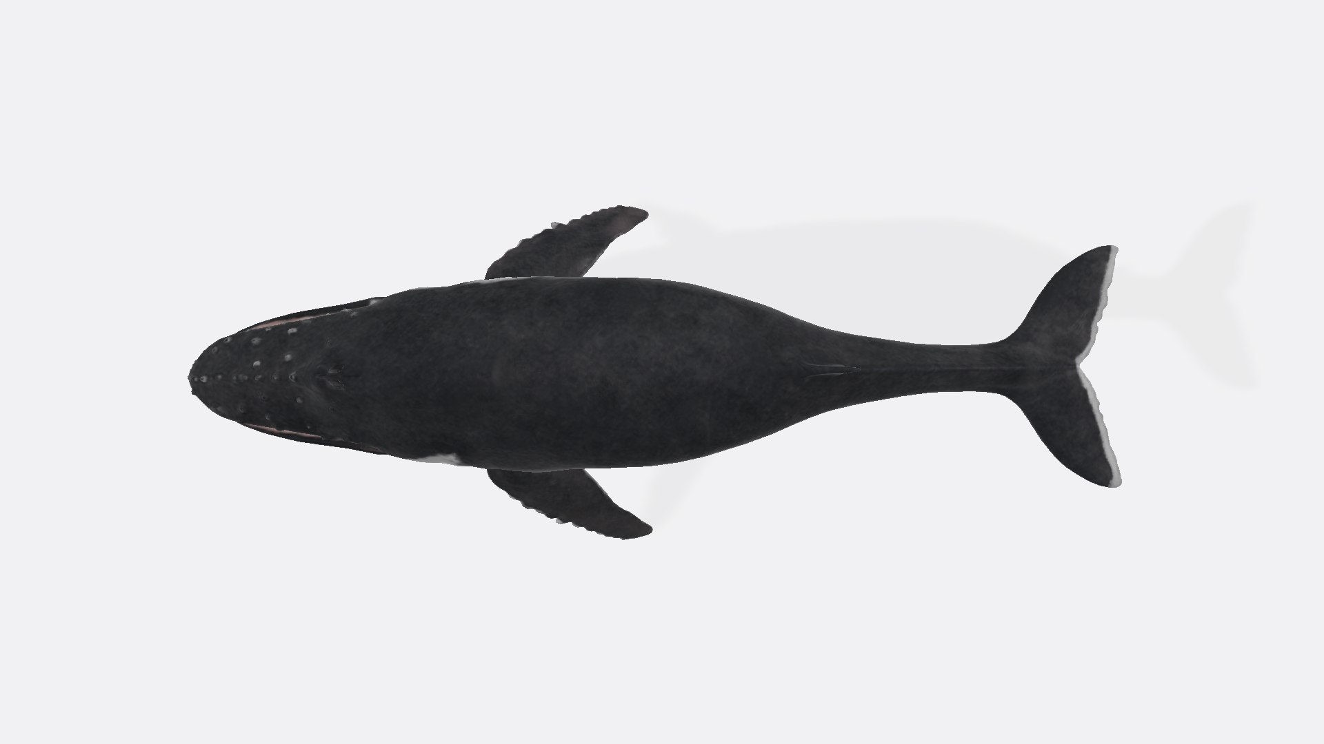 3D Model Humpback Whale - TurboSquid 2291530