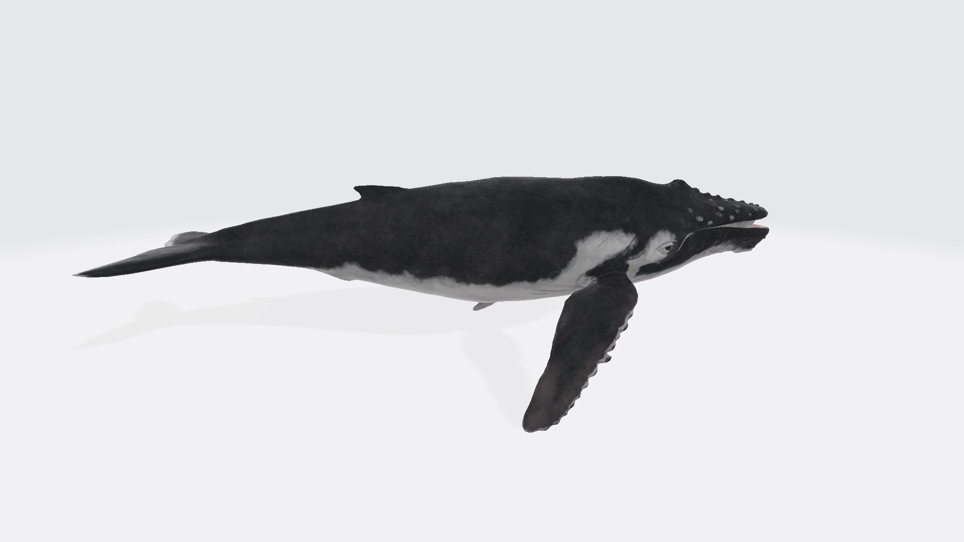 3D Model Humpback Whale - TurboSquid 2291530