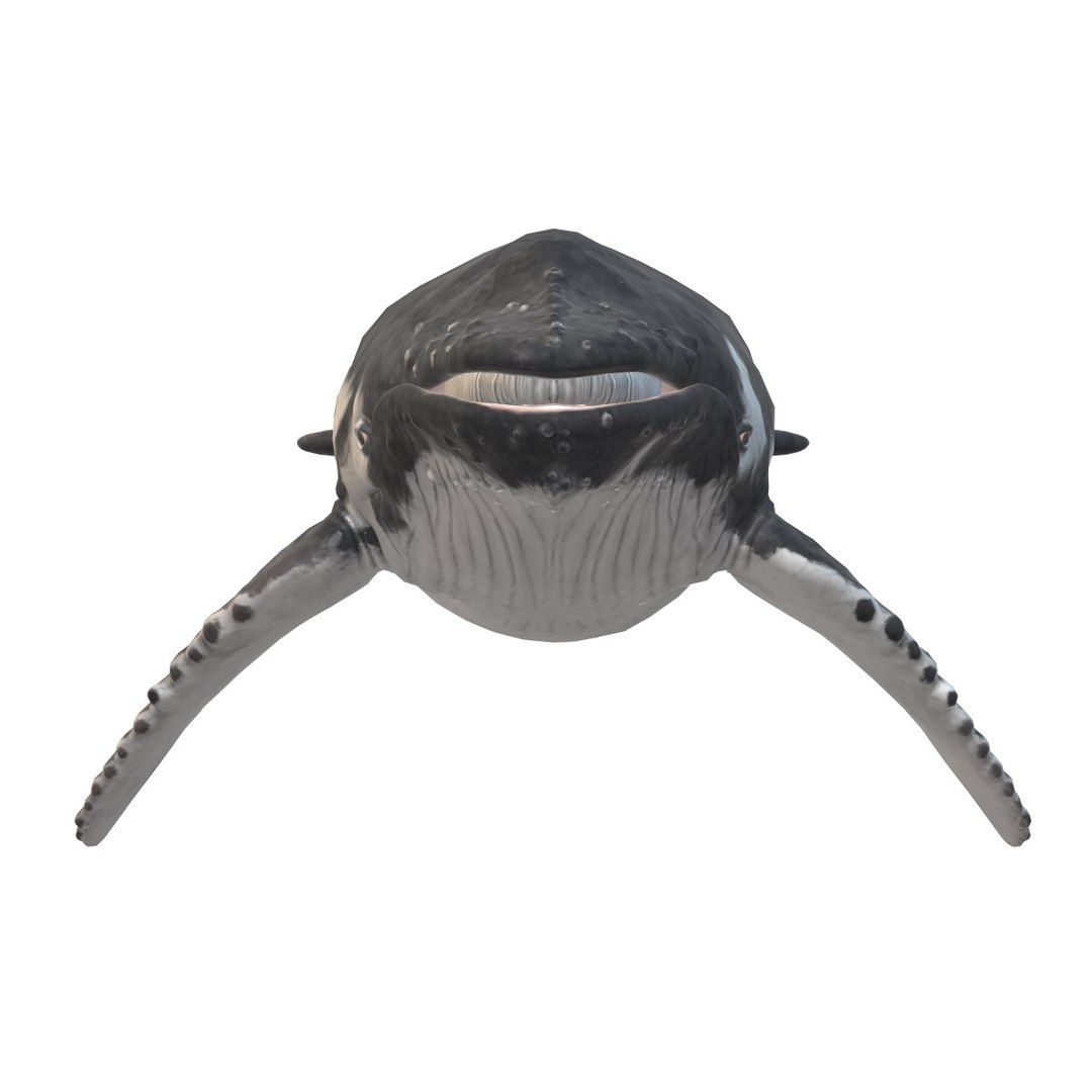 3D Model Humpback Whale - TurboSquid 2291530