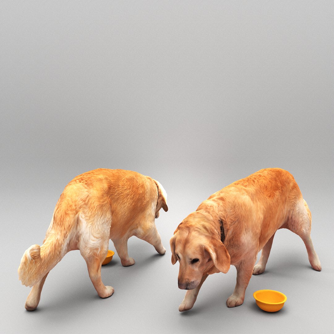 Golden Retriever Dog 33 3D Model - TurboSquid 2082992