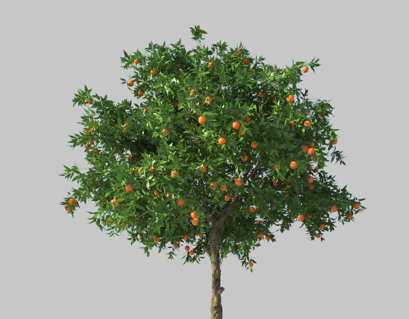orange tree 3d model