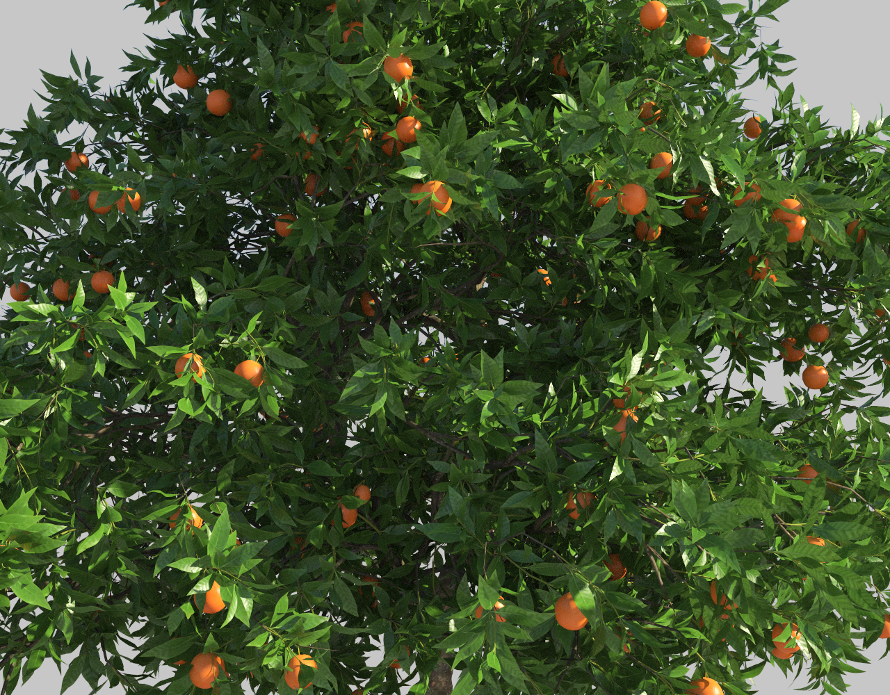 orange tree 3d model
