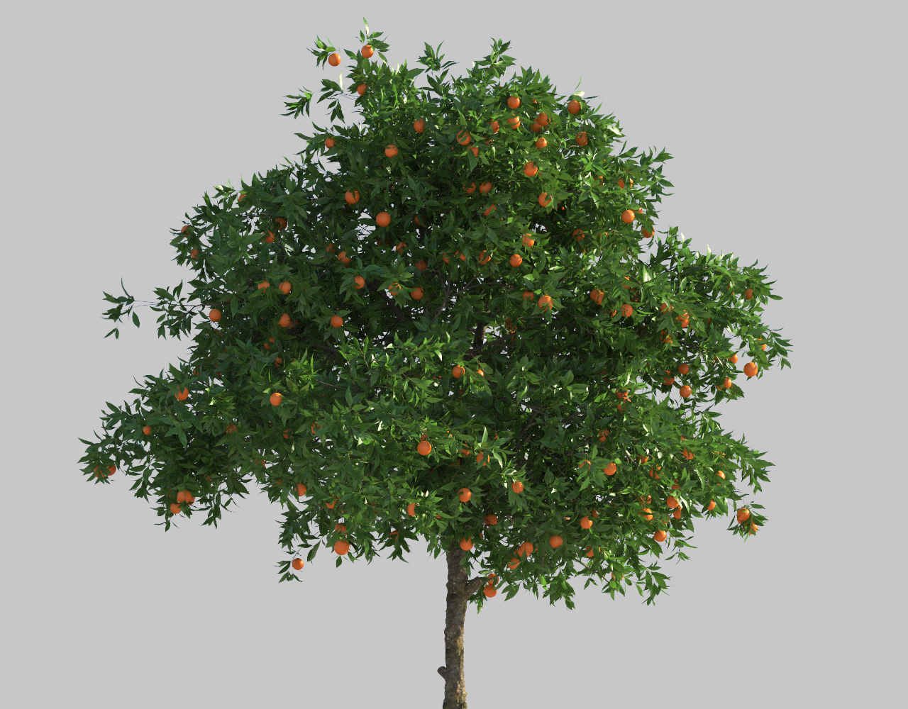 orange tree 3d model