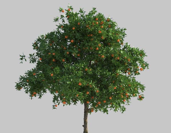 orange tree 3d model