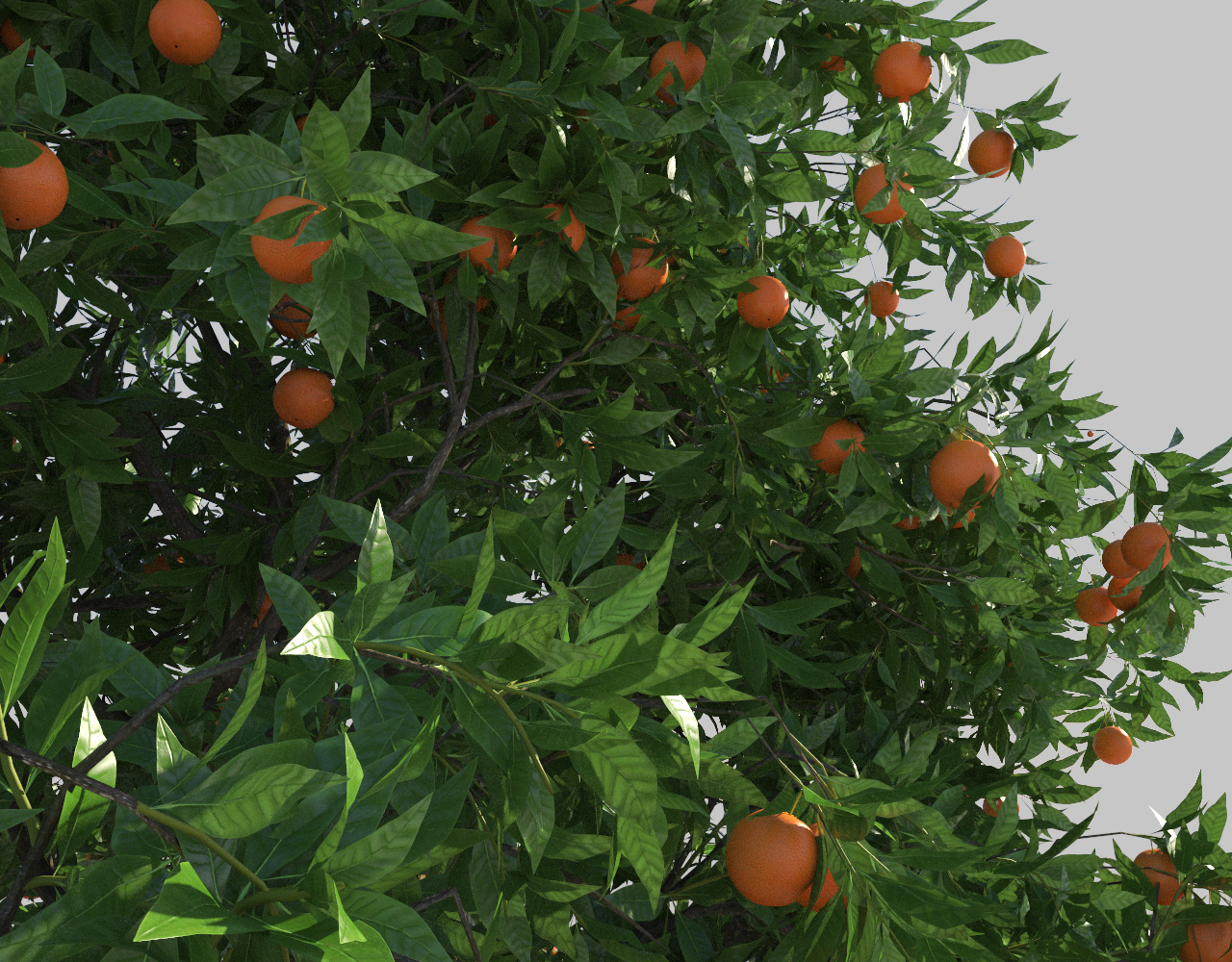 orange tree 3d model