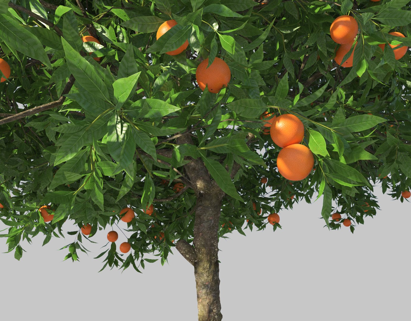 Orange Tree 3d Model