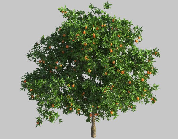 orange tree 3d model