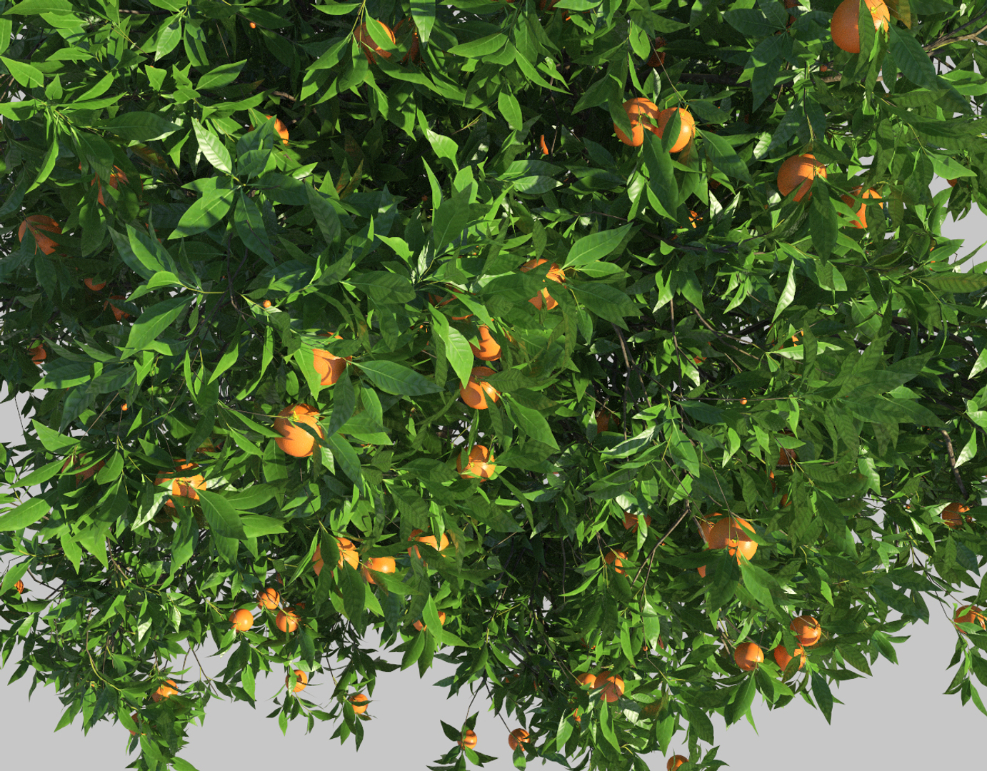 orange tree 3d model