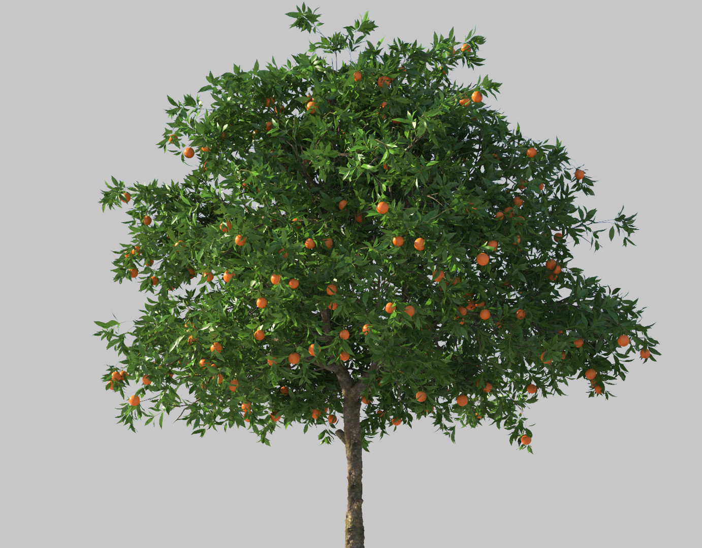 orange tree 3d model