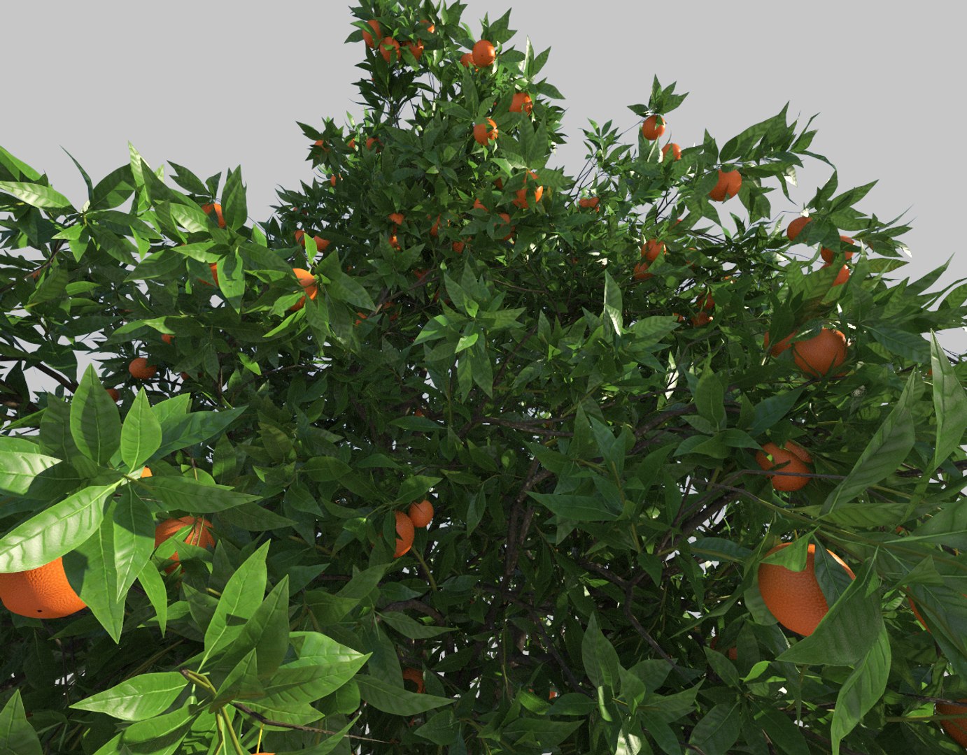 Orange Tree 3d Model