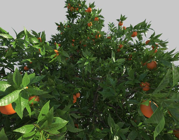 orange tree 3d model