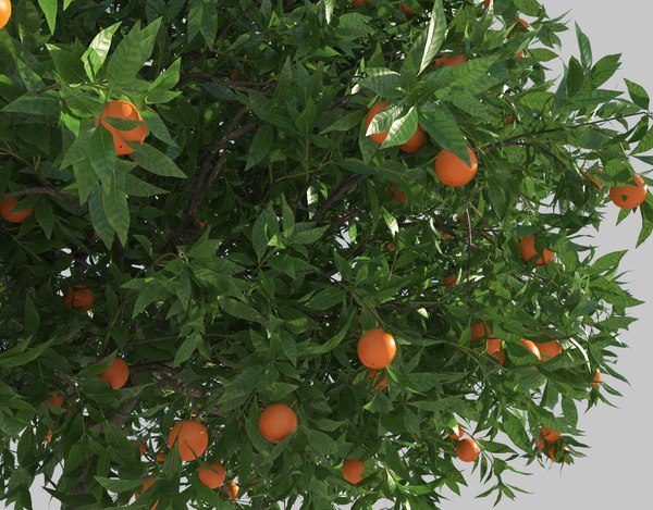 orange tree 3d model