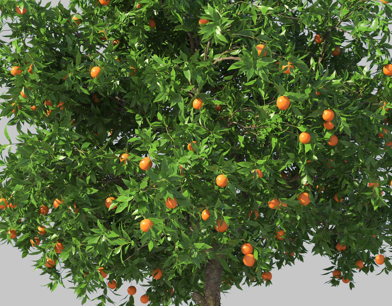 orange tree 3d model